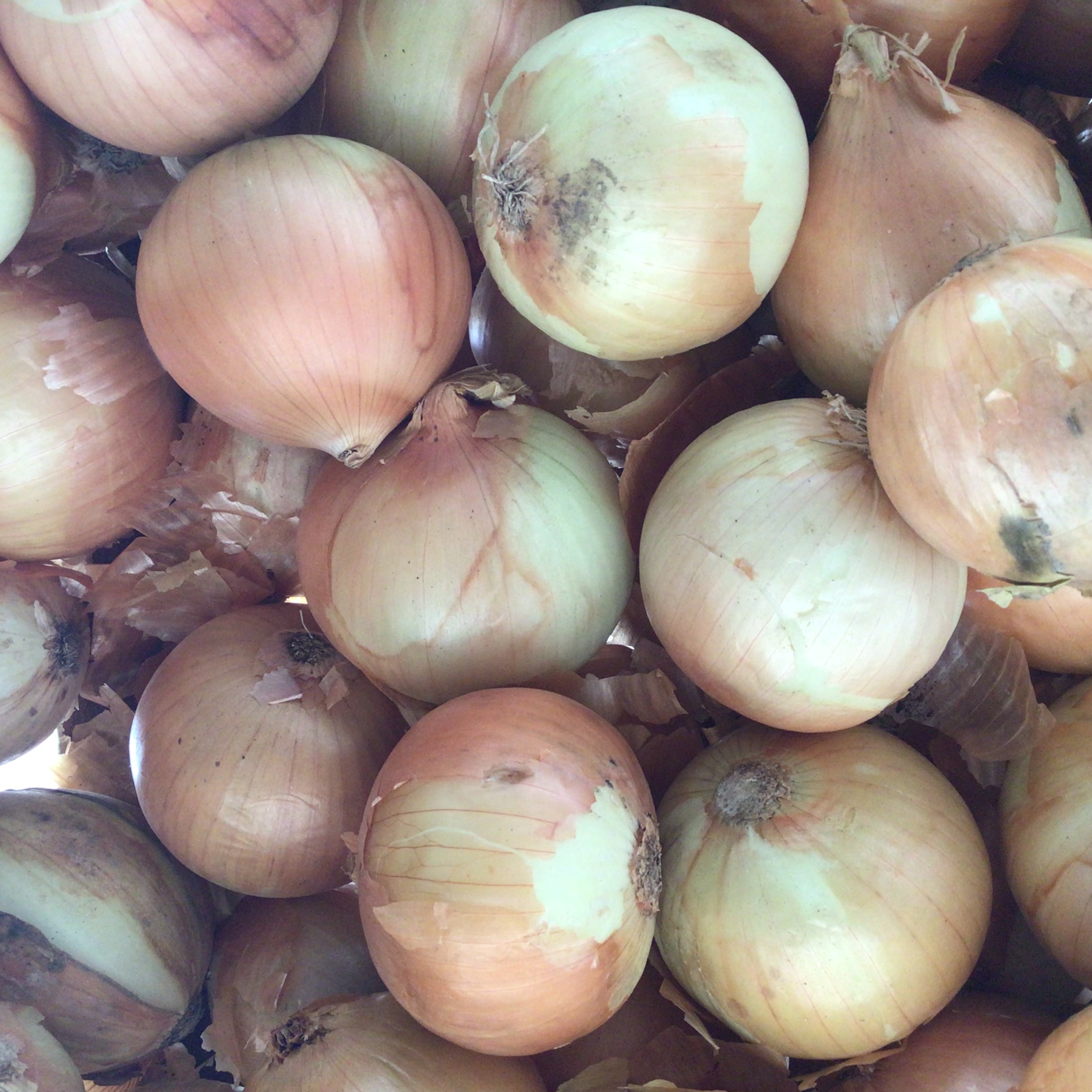 Cebola [1.450,00 KZ] - NetAgro Shop